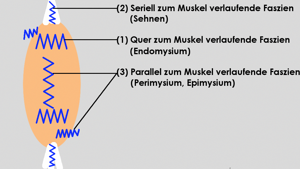 Faszien-Training: Was sind Faszien und wie kann man sie trainieren?